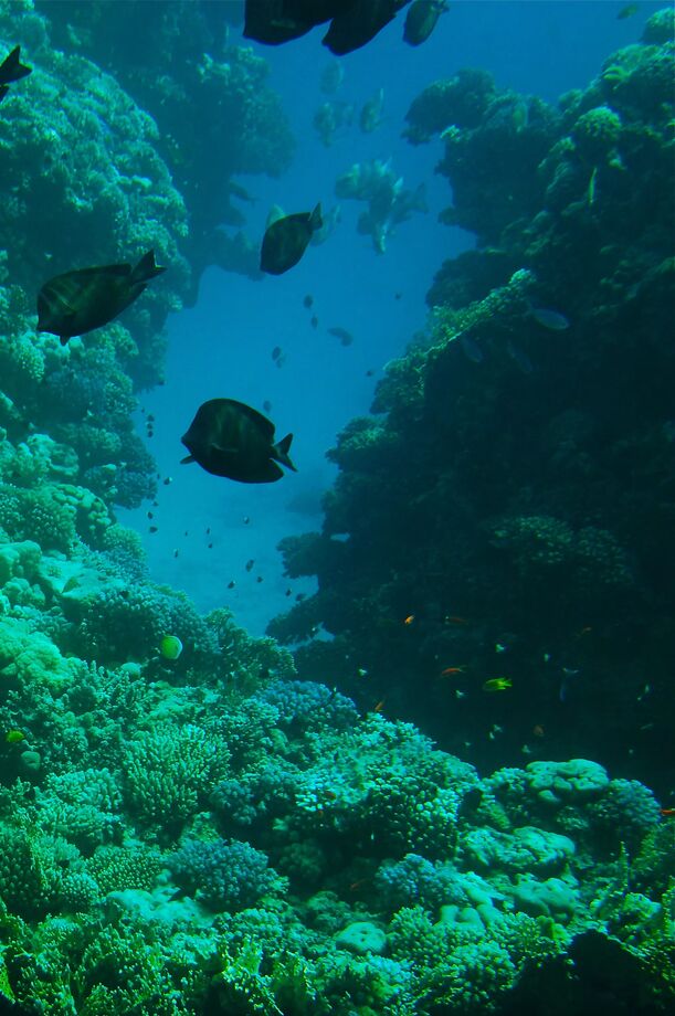 Bild #358197 från Sharm el Sheikh, Egypten - Tiniwini - Reseguiden