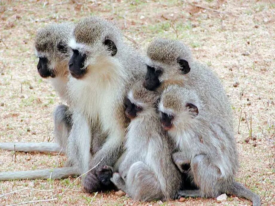 Velvet aporna - Botswana - Annab - Reseguiden