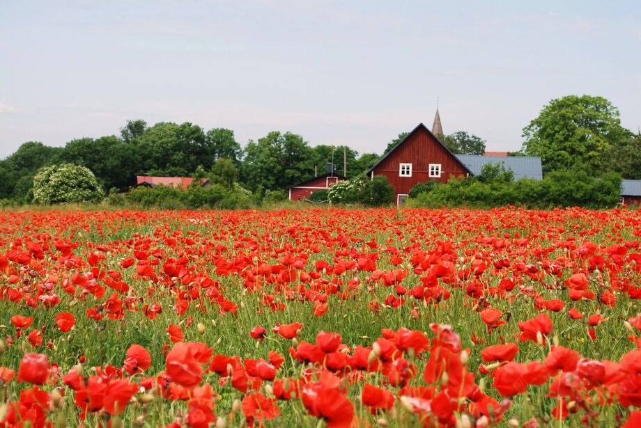 Valmo - Gotland, Sverige - Lillahappemmpa - Reseguiden