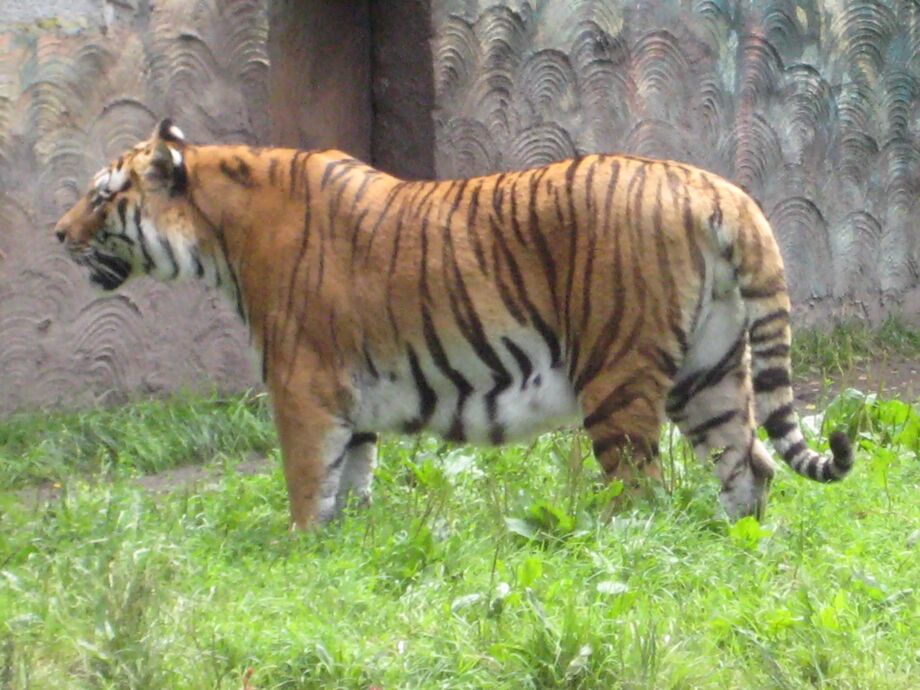 Sibirisk tiger - Färjestaden, Öland, Sverige - Esselde - Reseguiden