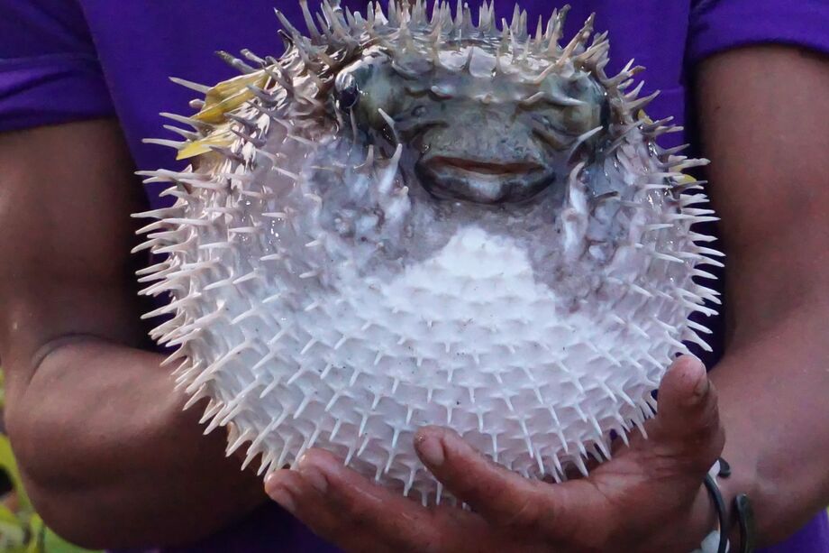 Ful Fisk - Phuket, Thailand - Pakkhat - Reseguiden