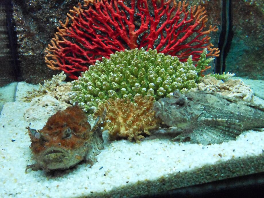 Fula fiskar Siam Ocean World, Bangkok - Thailand - Frejohan - Reseguiden