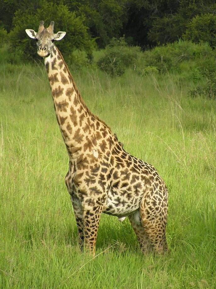 Giraff - Tanzania - Mariat - Reseguiden