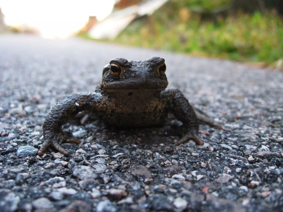 Groda - Sverige - Nanno - Reseguiden