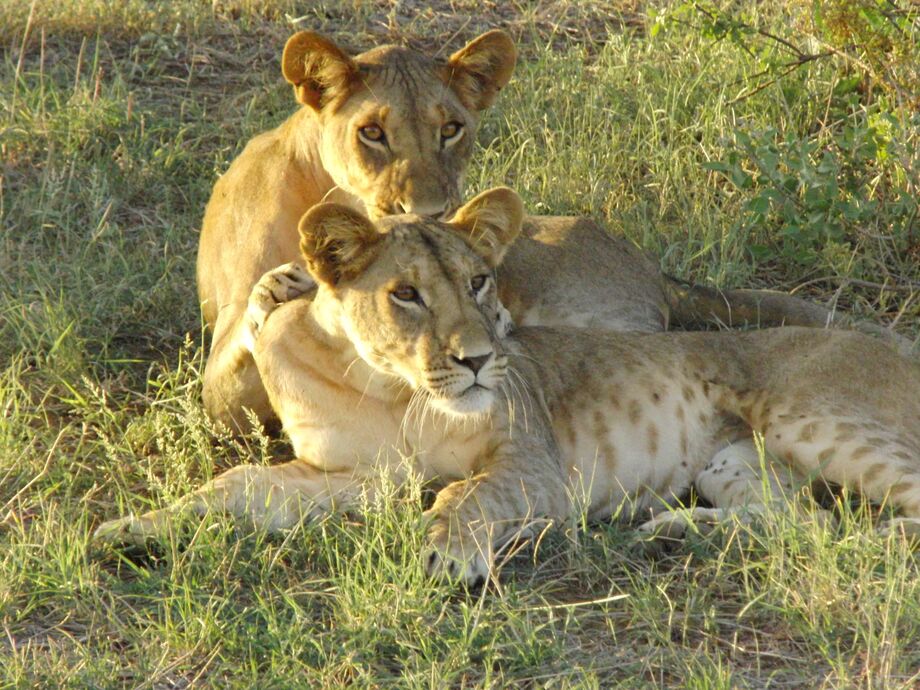 Lejon - Kenya - Cuddly - Reseguiden