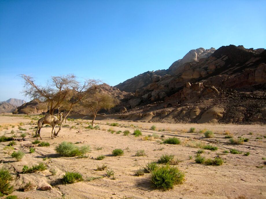 Bild #358204 från Dahab, Egypten - Tiniwini - Reseguiden
