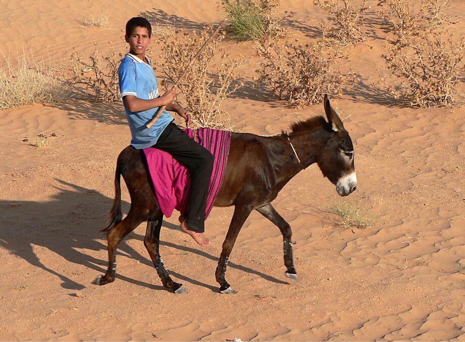 Åsna - Tunisien - Anna__ - Reseguiden