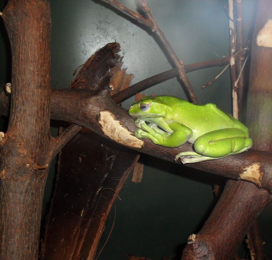 Grön groda - Köpenhamn, Danmark - Tesseli - Reseguiden