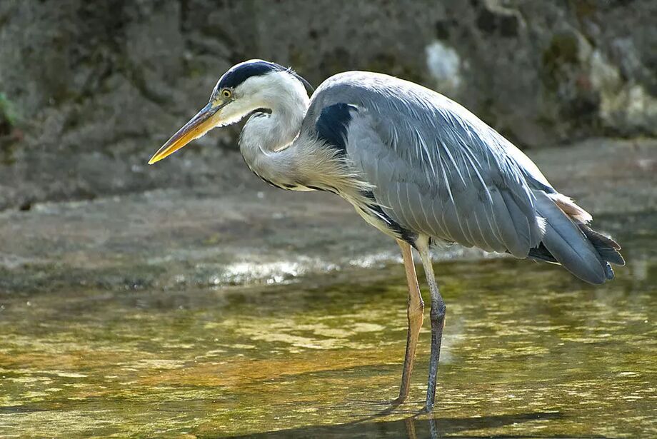 Häger - Stockholm, Sverige - Scharly - Reseguiden