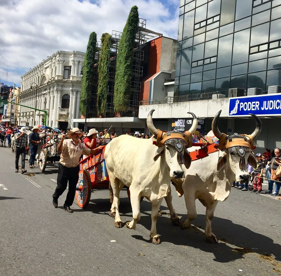 Ox parade - San José, Costa Rica - Cecilianaslund - Reseguiden