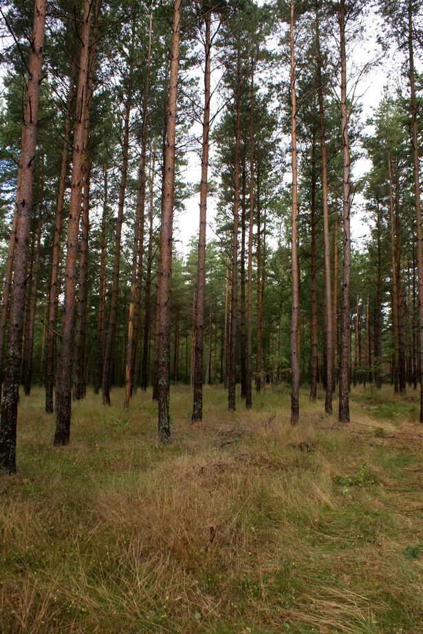 Tallskog - Sverige - Fotobengt - Reseguiden