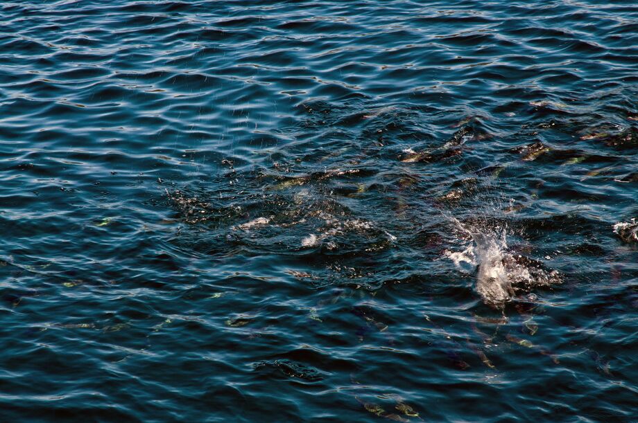 Makrill - Stokmarknes, Lofoten, Norge - Karinlorvik - Reseguiden