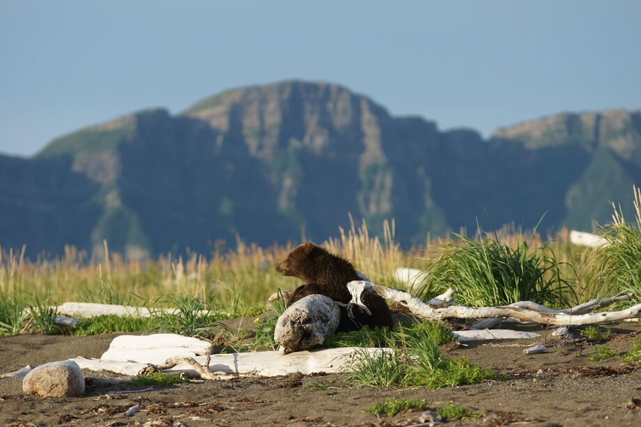 det kliar på ryggen - Homer, Alaska, USA - Istegurra - Reseguiden det kliar på ryggen - Homer, Alaska, USA - Istegurra - Reseguiden