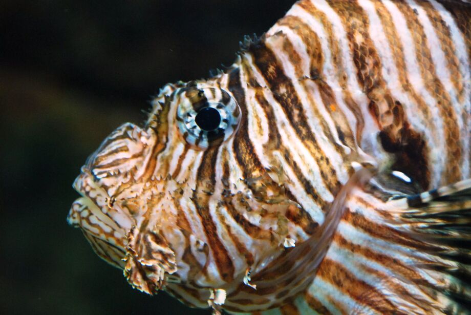 ful fisk - Beijing, Kina - Apj - Reiseguiden