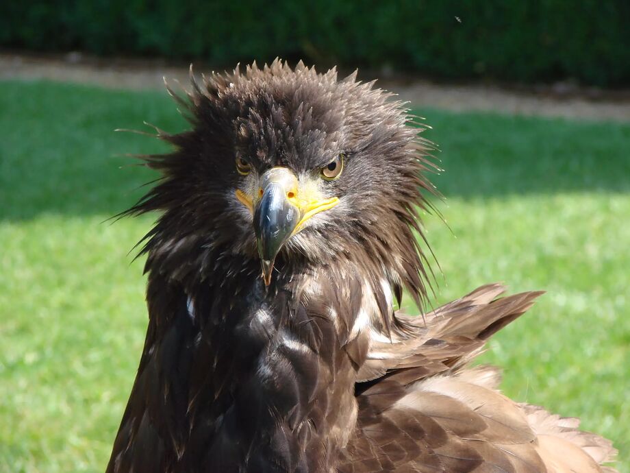 Les Rapaces, Le Château des Milandes. - Dordogne, Frankrike - Switch ...