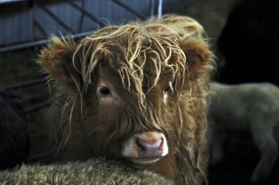 Kossa - Dalarna, Sverige - Nikonian - Reseguiden