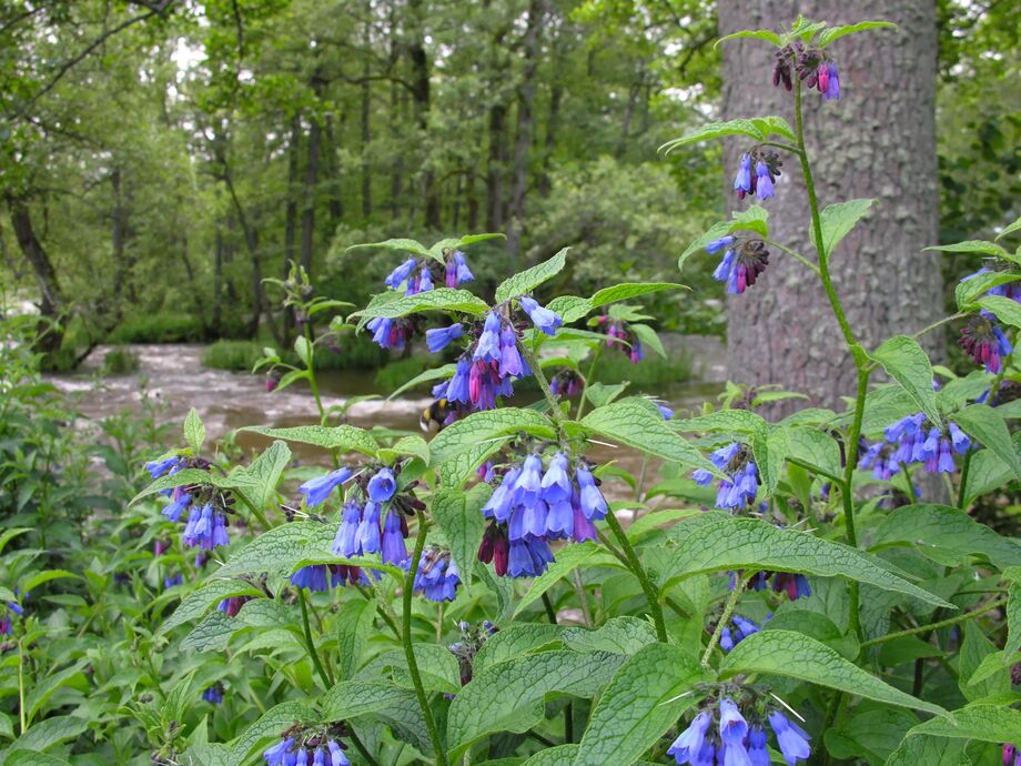 Buske med blå blommor - Sverige - Anderslindb - Reseguiden
