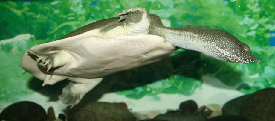 Malayan Softshell Turtle - Kuala Lumpur, Malaysia - Johan_84_ - Reseguiden