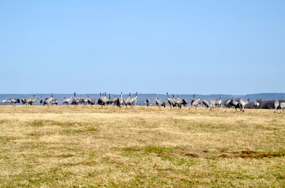 tranor - Sverige - Mpc - Reseguiden