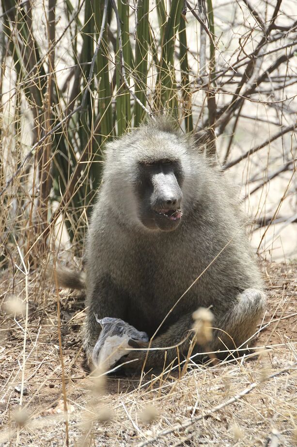 Babian som äter turisternas mat - Tarangire National Park, Tanzania ...