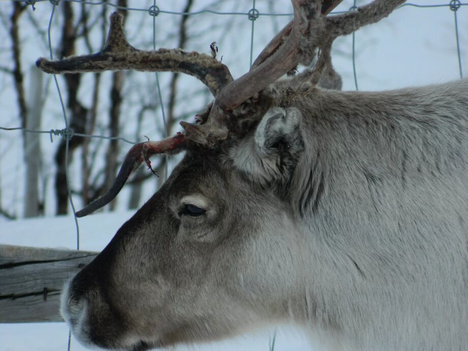 Renar - Kiruna, Lappland, Sverige - Travellover - Reseguiden