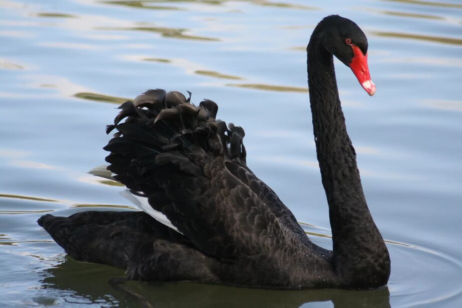 Svart svan - Burma - Reslangtan - Reseguiden