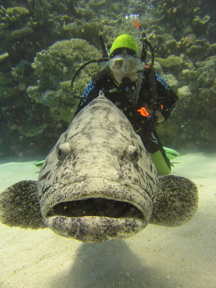 Inte alla fiskar är fina... - Australien - Simon77 - Reseguiden