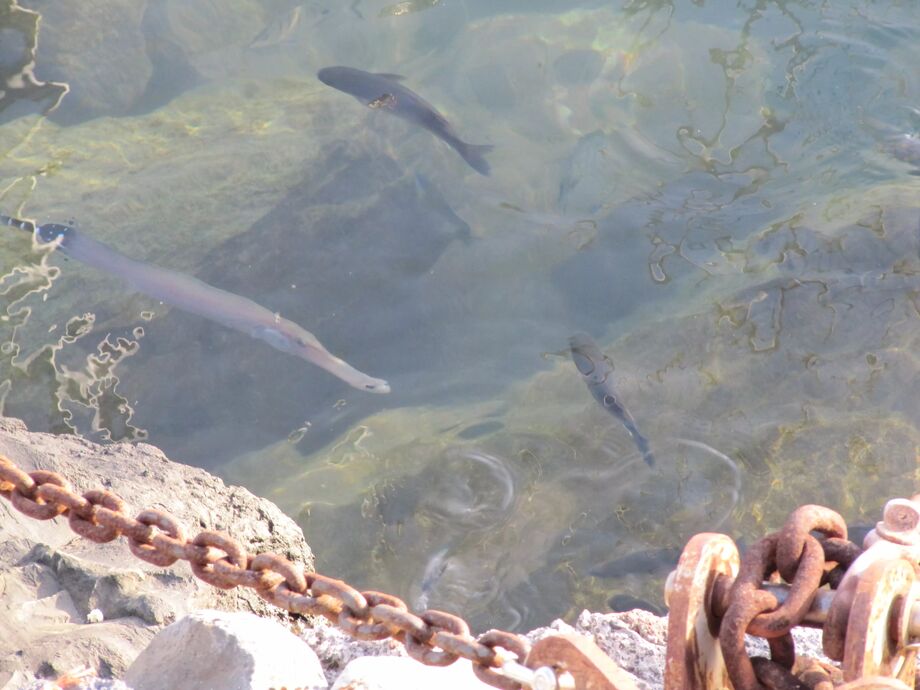 Fula fiskar - La Gomera, Kanarieöarna, Spanien - Anom - Reseguiden