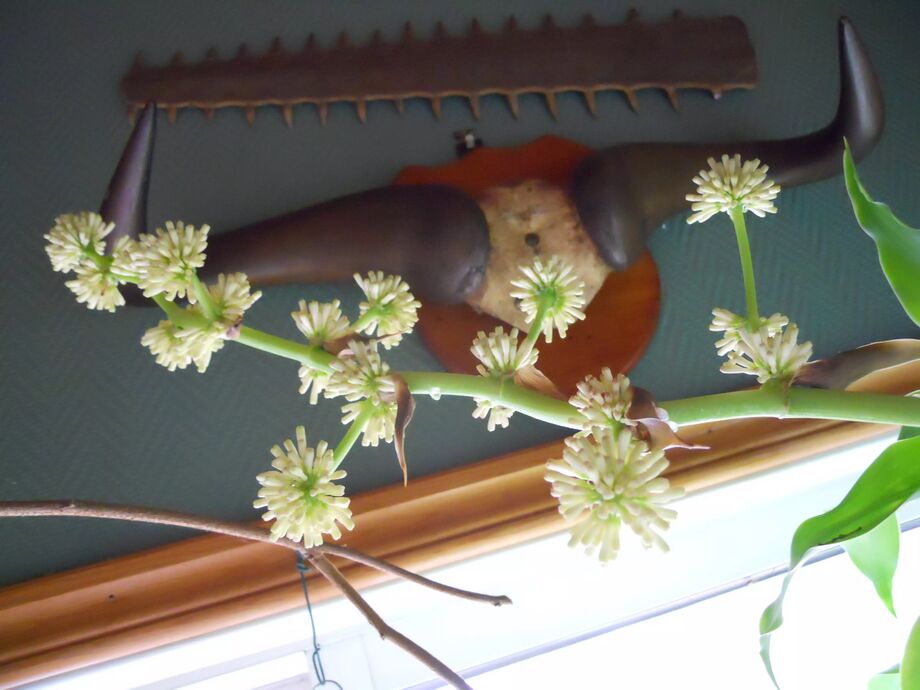 Palm från västafrika. Blommar bara vart 20:e år - Centralafrikanska ...