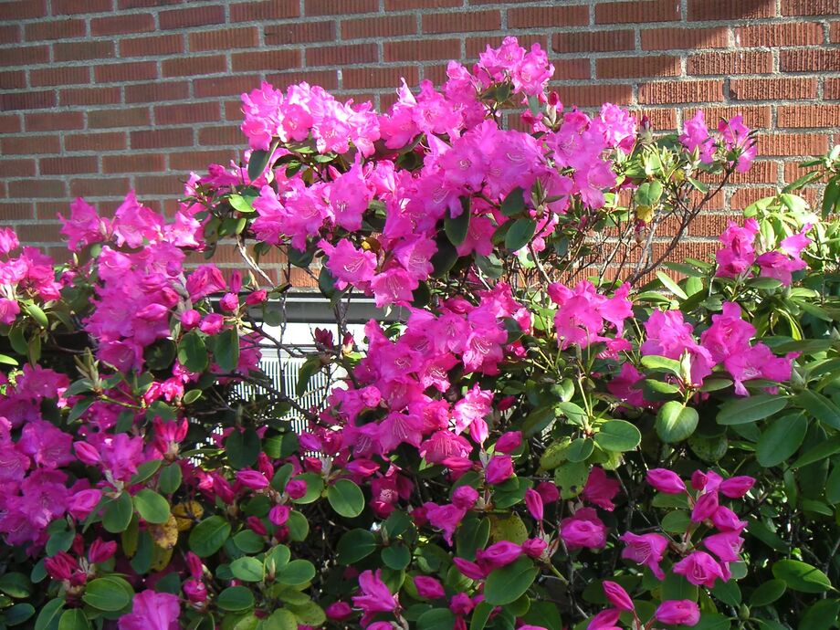 Azalea den heter Klippazalea (Viscosa Rosata) - Helsingborg, Skåne ...