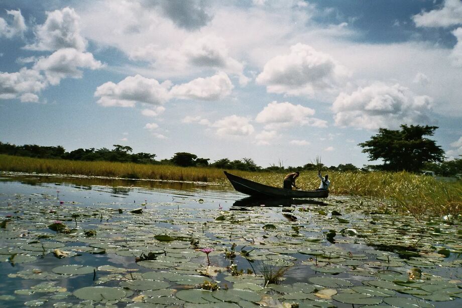 Vattenliljor på Lake Kyoga - Uganda - Ildiko63 - Reseguiden