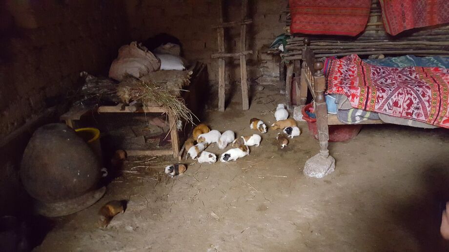 Marsvin i Willoc, Ollantaytambo, Cusco - Ollantaytambo, Peru ...