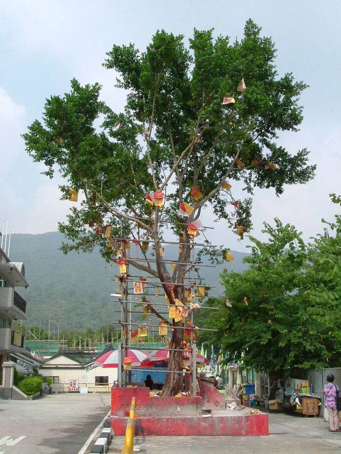 Wishing tree - Kina - Kustaffe - Reseguiden