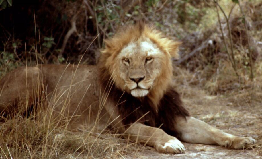 Lejon-Kungen - Kenya - Fotobengt - Reseguiden