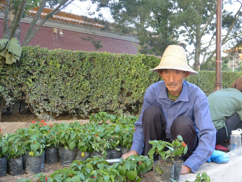 Plantering vid Himmelska Fridens Torg - Peking, Kina - Ahr - Reseguiden