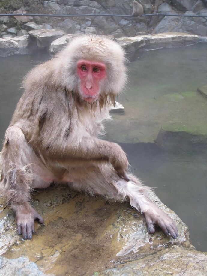 nybadad Makak - Japan - Ynnej1976 - Reseguiden