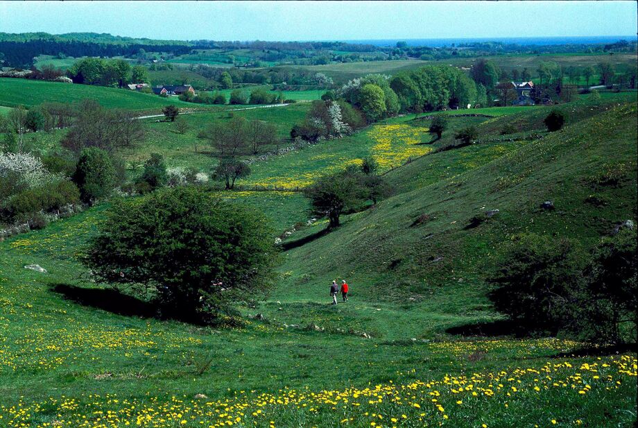 Brösarps backar. - Brösarp, Österlen, Skåne, Sverige - Bengtar - Reseguiden