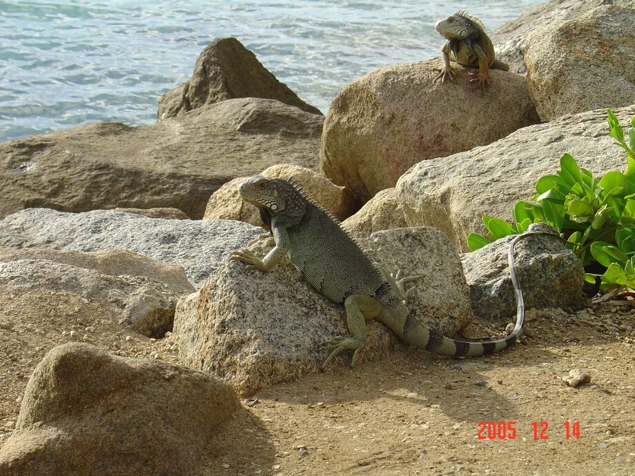 Leguaner - Oranjestad, Aruba - Micke73 - Reseguiden