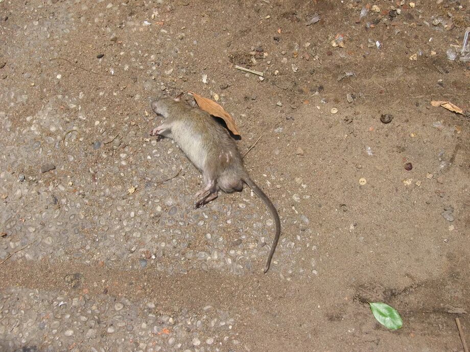 Hemska bild - Vietnam - Tiniwini - Reseguiden