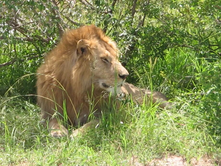 Simba! - Kenya - Isaba - Reseguiden