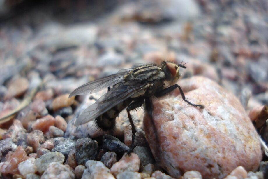 flugan - Sverige - Lillahappemmpa - Reseguiden