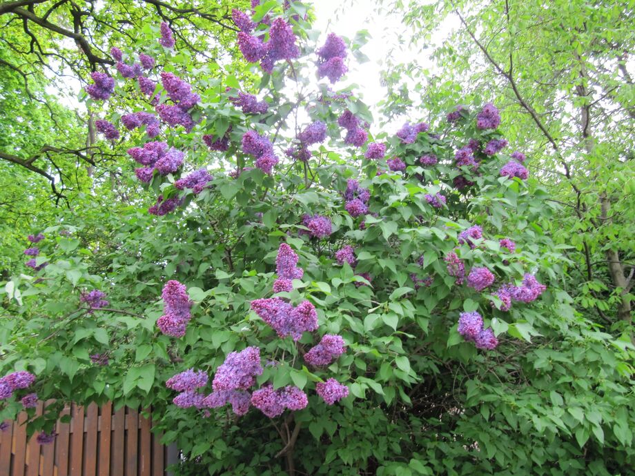 Syrener - Berlin, Tyskland - Anom - Reseguiden