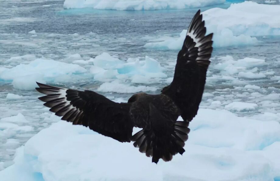 Skua eller labb - Antarktis - Auckland - Reseguiden