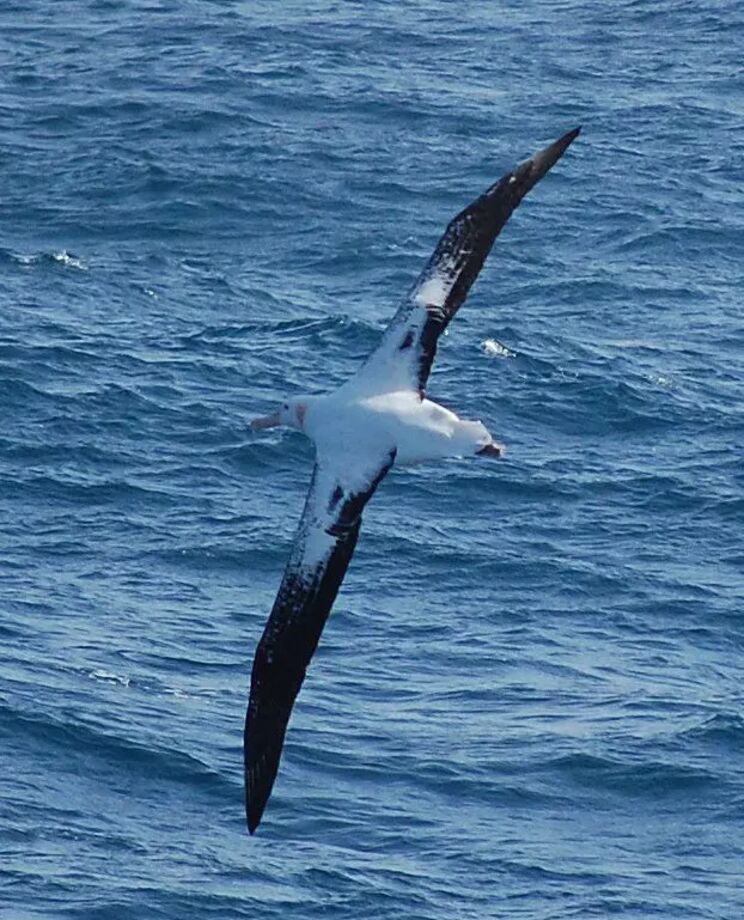 Vandringsalbatross - Antarktis - Auckland - Reseguiden