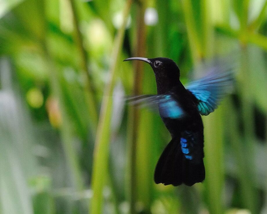 Kolibri - Martinique - Rolf_52 - Reseguiden