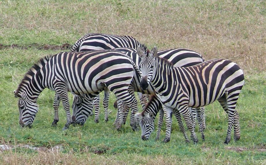Zebraflock - Kenya - Marie_s - Reseguiden