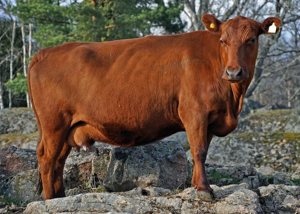 Kossa - Bilder Stensjö, Sverige - Reseguiden