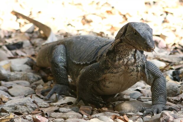 Varaner - Bilder Koh Hai, Koh Ngai, Thailand - Reseguiden
