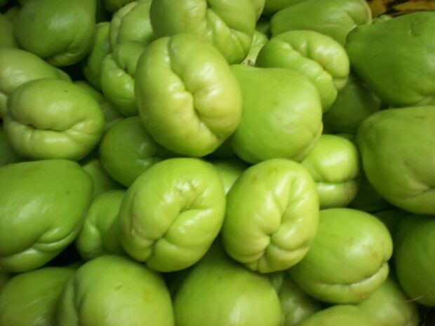 Vegetable pear Chayote - Bilder Costa Rica - Reseguiden